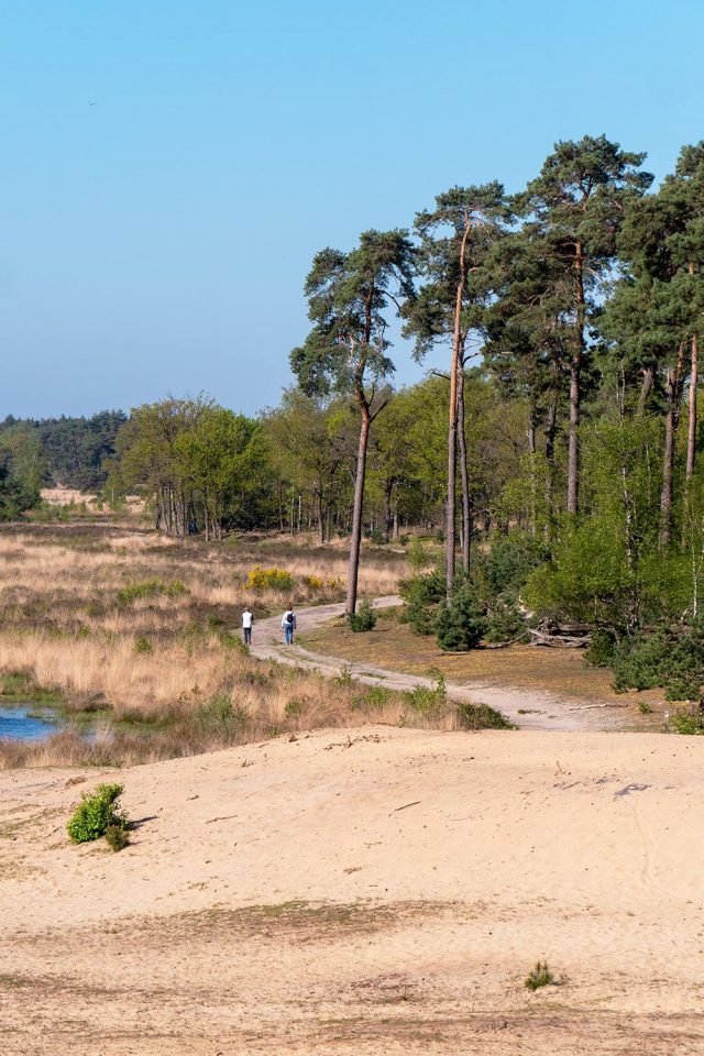 Het Groene Woud in Brabant: tips voor een dagje uit | REiSREPORT