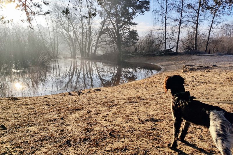 Lutterzand in Twente: mooi wandelen met de hond | REiSREPORT
