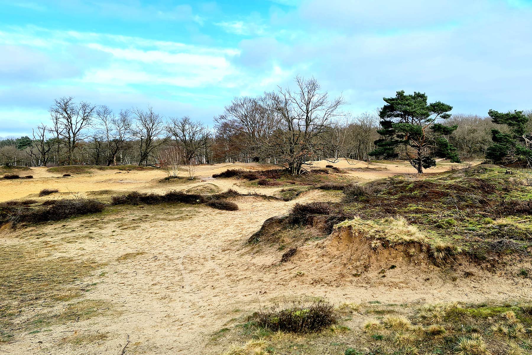 De Zeegse Duinen in natuurgebied de Drentsche Aa | REiSREPORT De Zeegse Duinen in natuurgebied de Drentsche Aa | REiSREPORT
