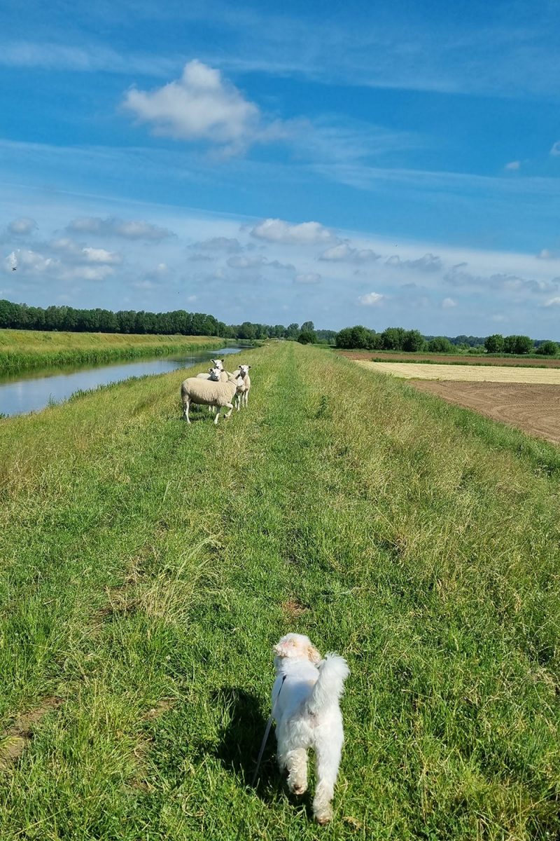 Lattrop: wandelen en fietsen in het Twentse dorpje REiSREPORT