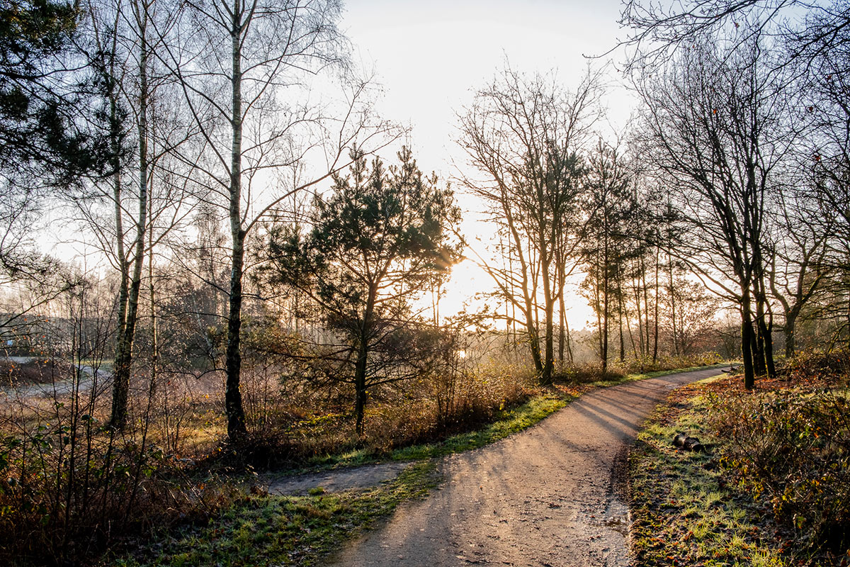 Rondje Reindersmeer in nationaal park Maasduinen | REiSREPORT