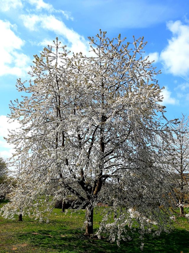 Bloesemwandeling langs de Linge | REiSREPORT