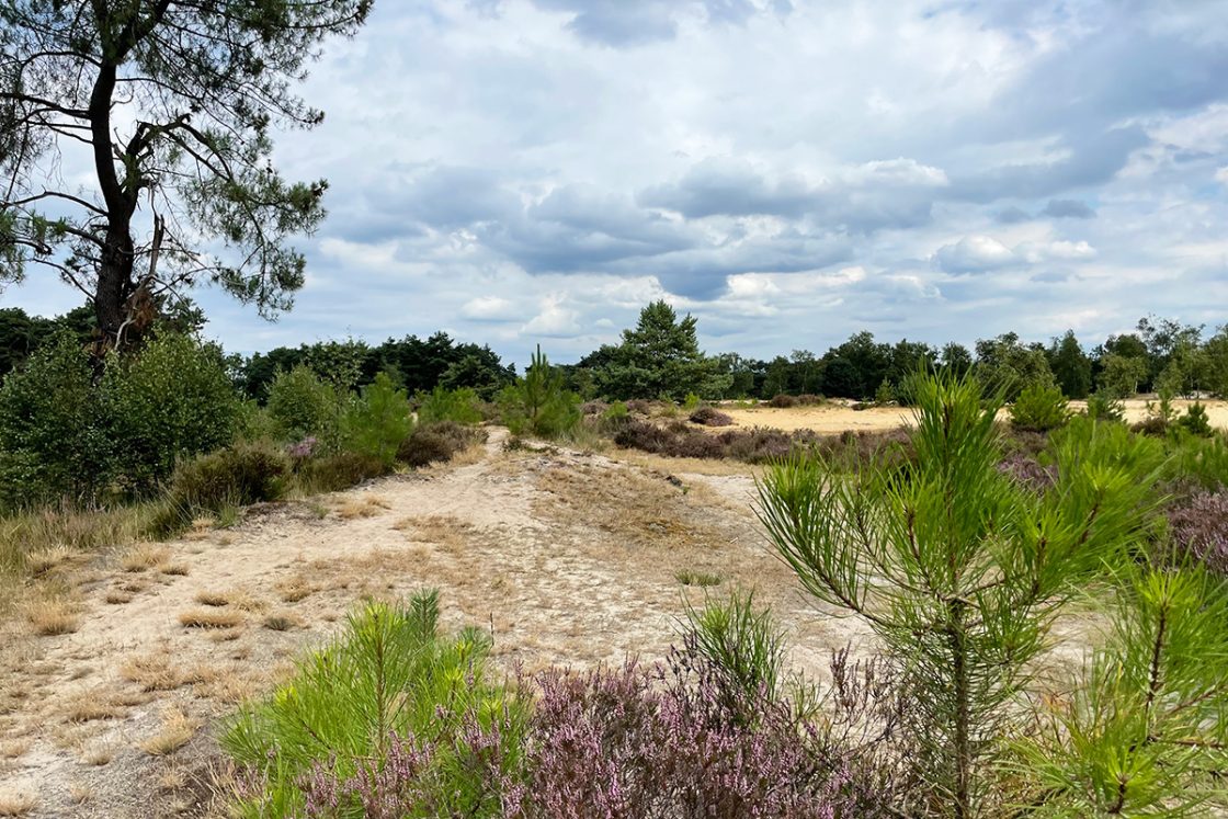 Wandeltip: grenzeloos wandelen op de Kalmthoutse heide | REiSREPORT