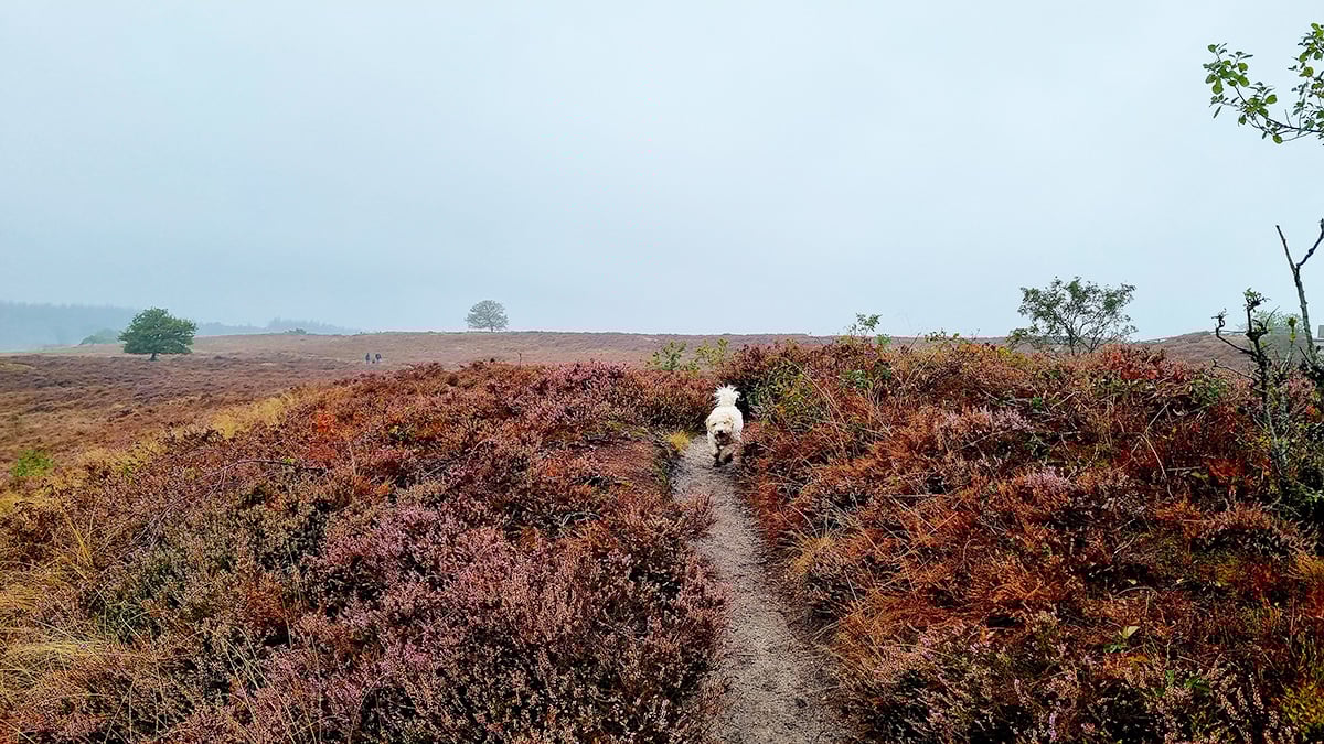 Wandeltip: rondje Archemerberg | REiSREPORT