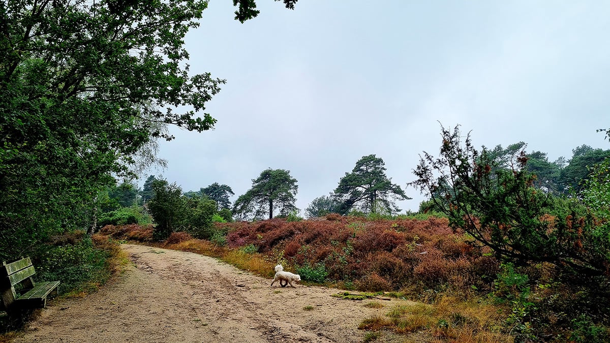 Wandeltip: rondje Archemerberg | REiSREPORT