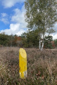 Wandelen in natuurgebied de Rucphense bossen | REiSREPORT