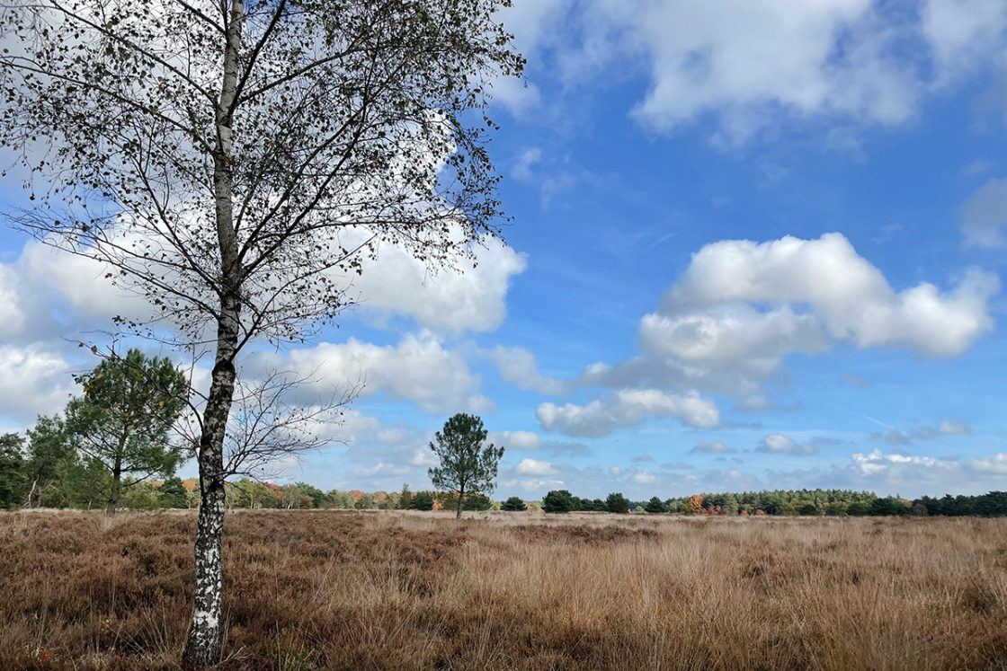 Wandelen in natuurgebied de Rucphense bossen | REiSREPORT