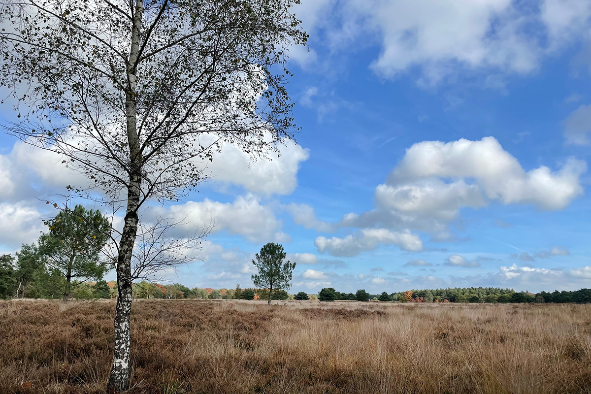 Wandelen in natuurgebied de Rucphense bossen | REiSREPORT