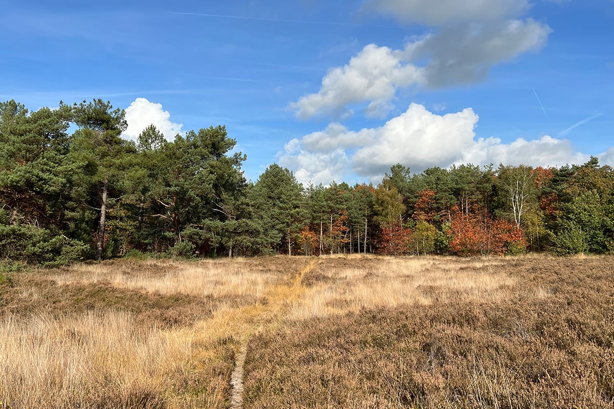 Wandelen in natuurgebied de Rucphense bossen | REiSREPORT