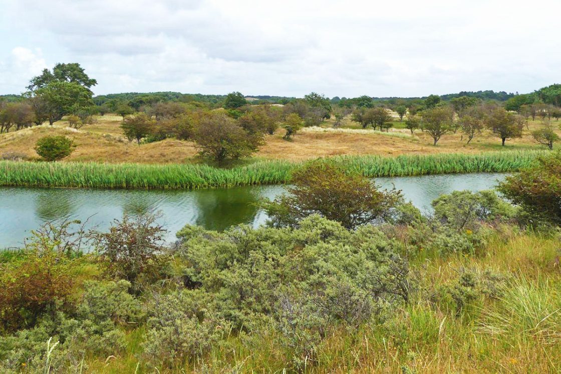 Op ontdekking in de Amsterdamse Waterleidingduinen | REiSREPORT