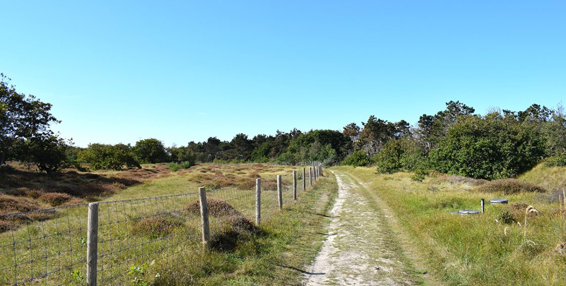 Wandeltip: ontdek Duingebied Solleveld | REiSREPORT