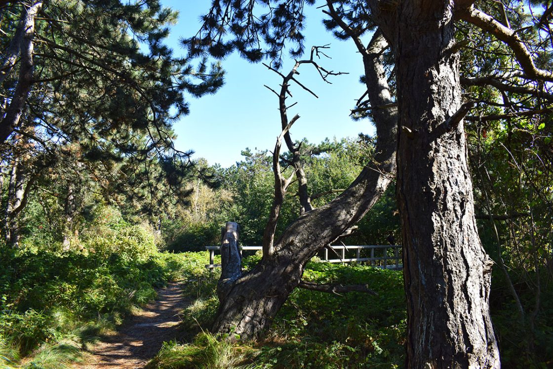 Wandeltip: ontdek Duingebied Solleveld | REiSREPORT