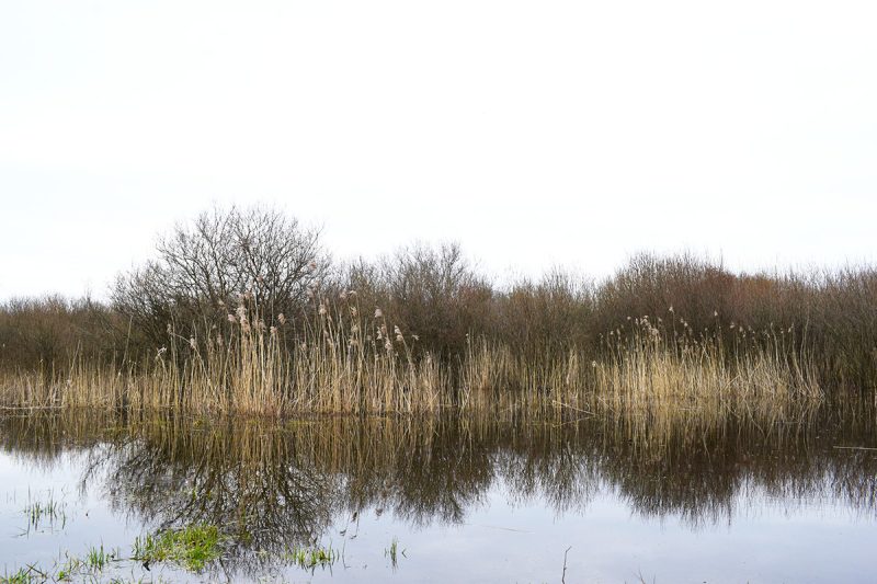 Ontdek de Slikken van Flakkee bij Melissant | REiSREPORT